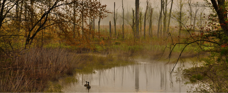 The Incredible Value of New Jersey’s Freshwater Wetlands | Central ...