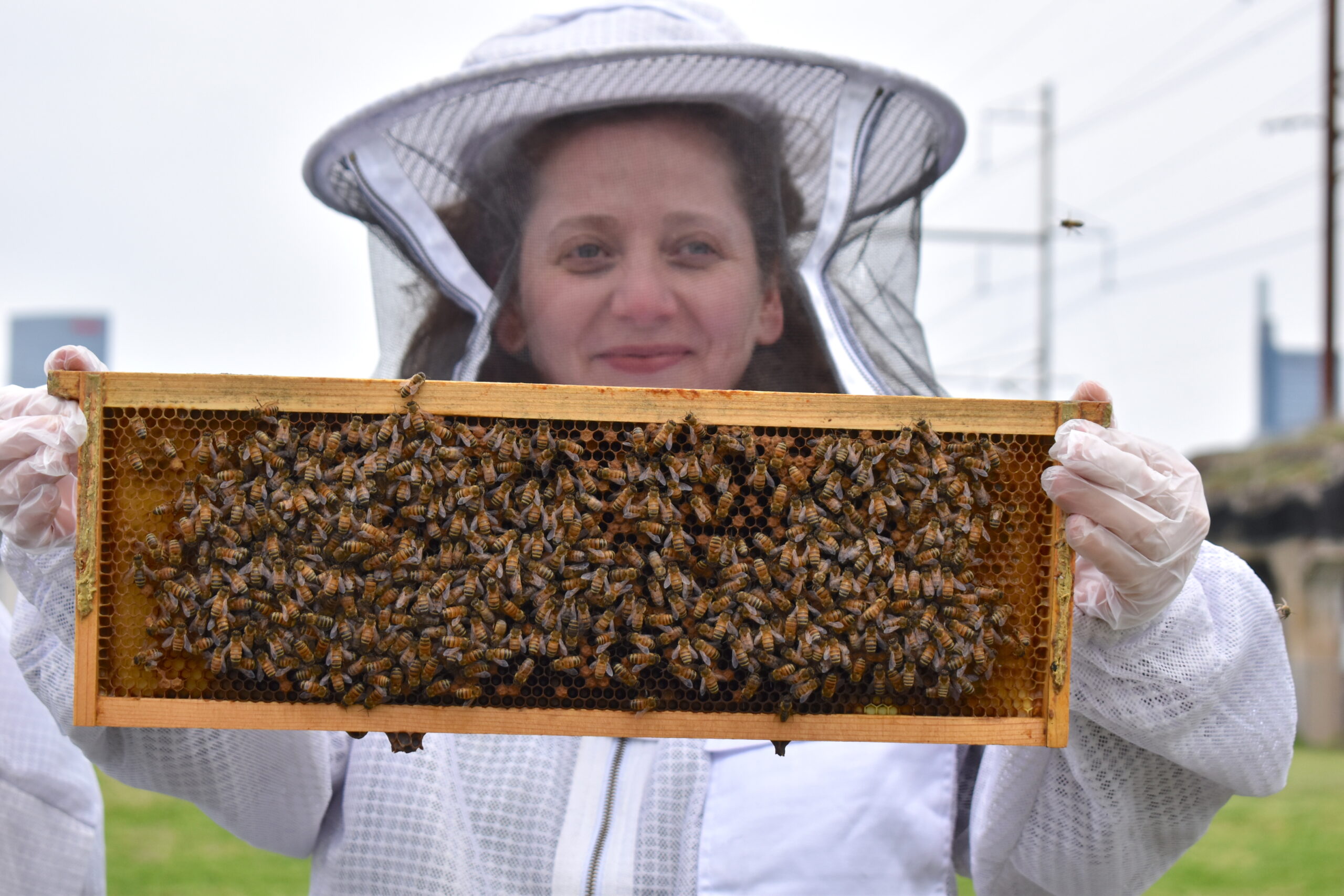 Your chance to be Beekeeper for a Day | PA Times Media