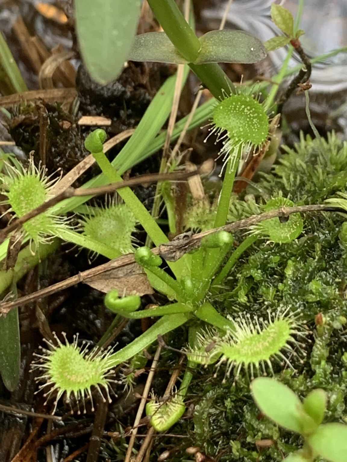 Reader’s Treat: Local author pens first full-length biography of Mary ...