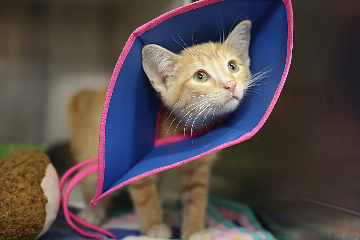 Shelter’s spay/neuter clinic part of global effort | South Jersey Media