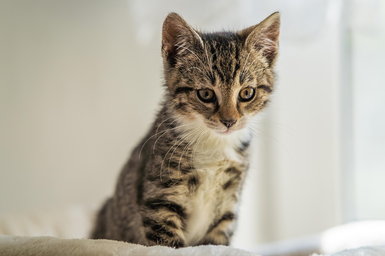 What to do with a found kitten | South Jersey Media