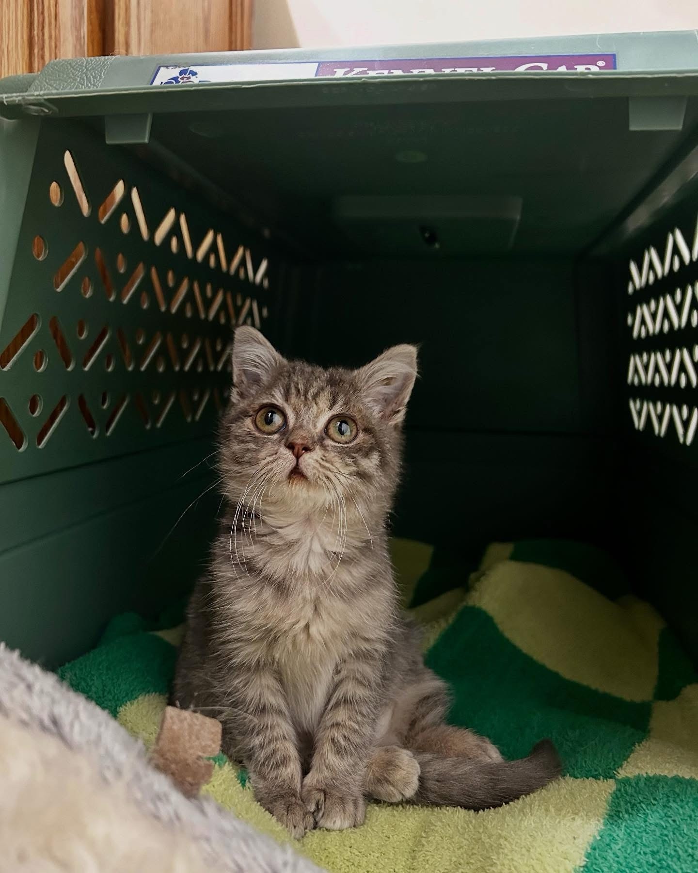 Heartwarming Look at Kitten Season | South Jersey Media